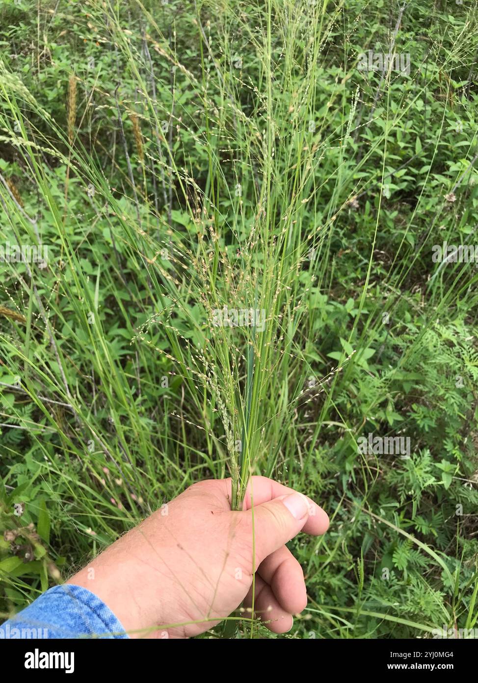 Kleingrass (Panicum coloratum Stock Photo - Alamy