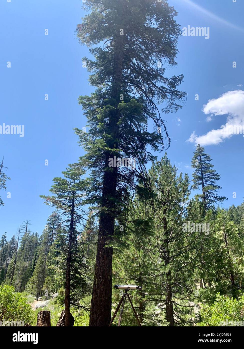 red fir (Abies magnifica Stock Photo - Alamy