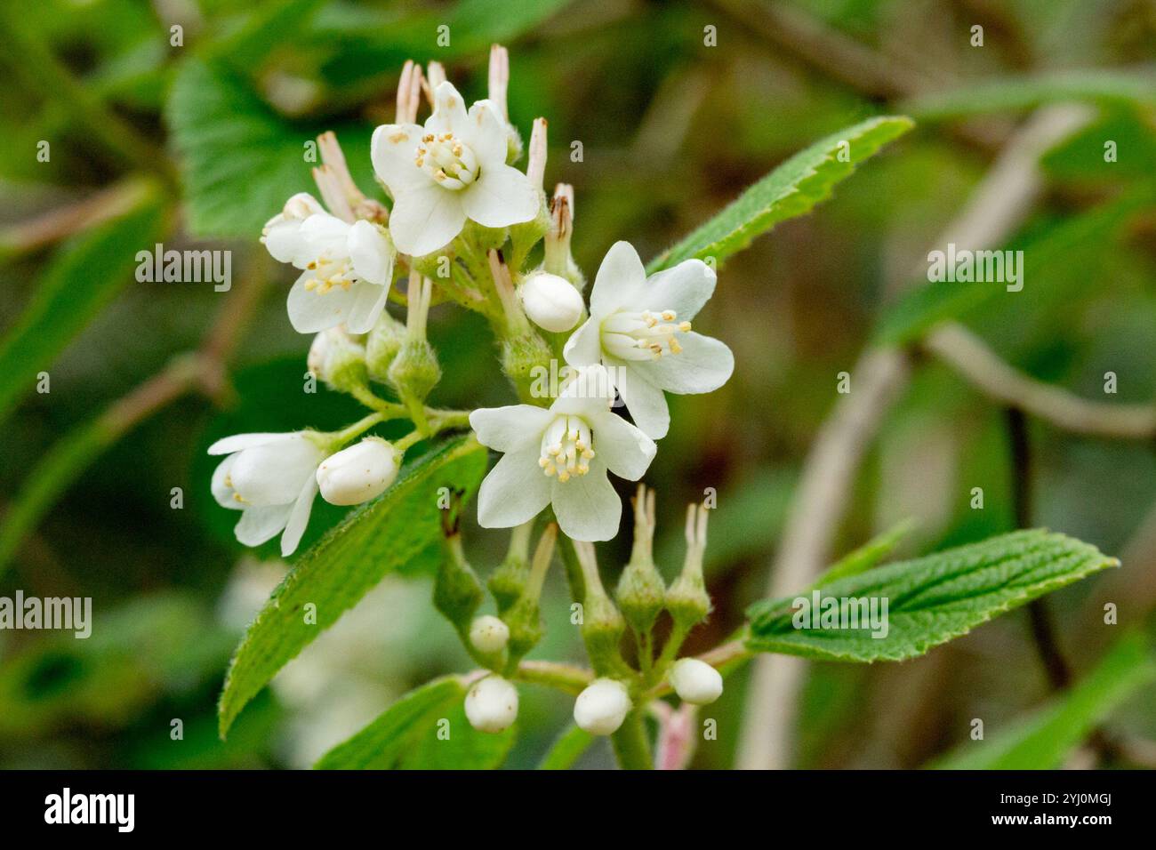 Cliffbush hi-res stock photography and images - Alamy