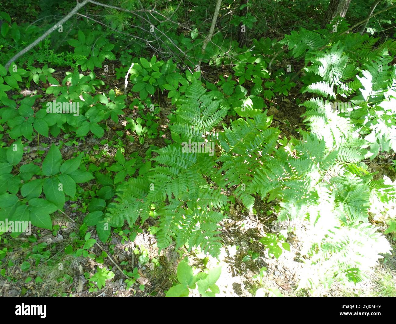 eagle fern (Pteridium aquilinum latiusculum Stock Photo - Alamy