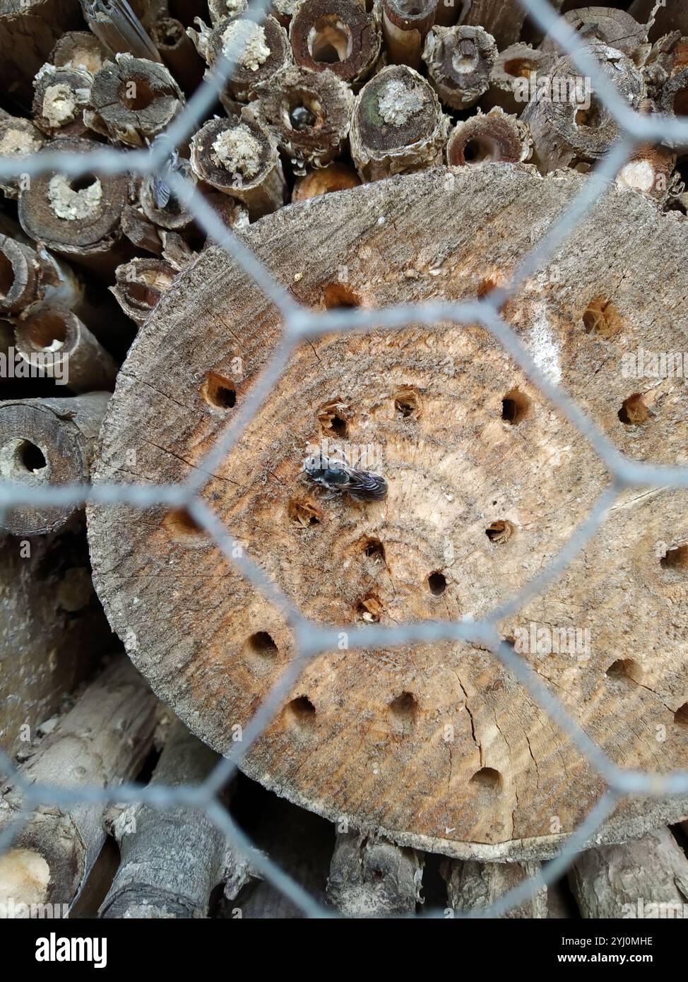 Small Mason Bees (Hoplitis Stock Photo - Alamy