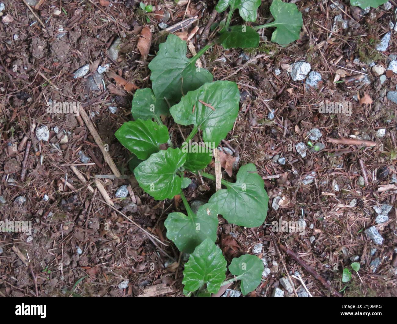 American trailplant (Adenocaulon bicolor Stock Photo - Alamy
