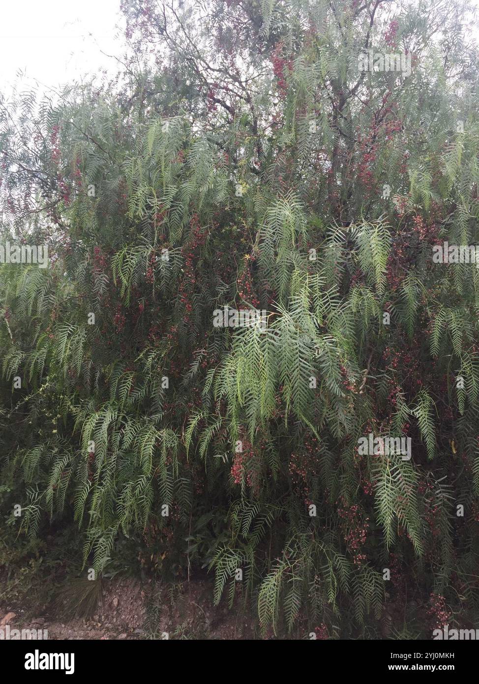 Peppercorn Tree (Schinus areira Stock Photo - Alamy