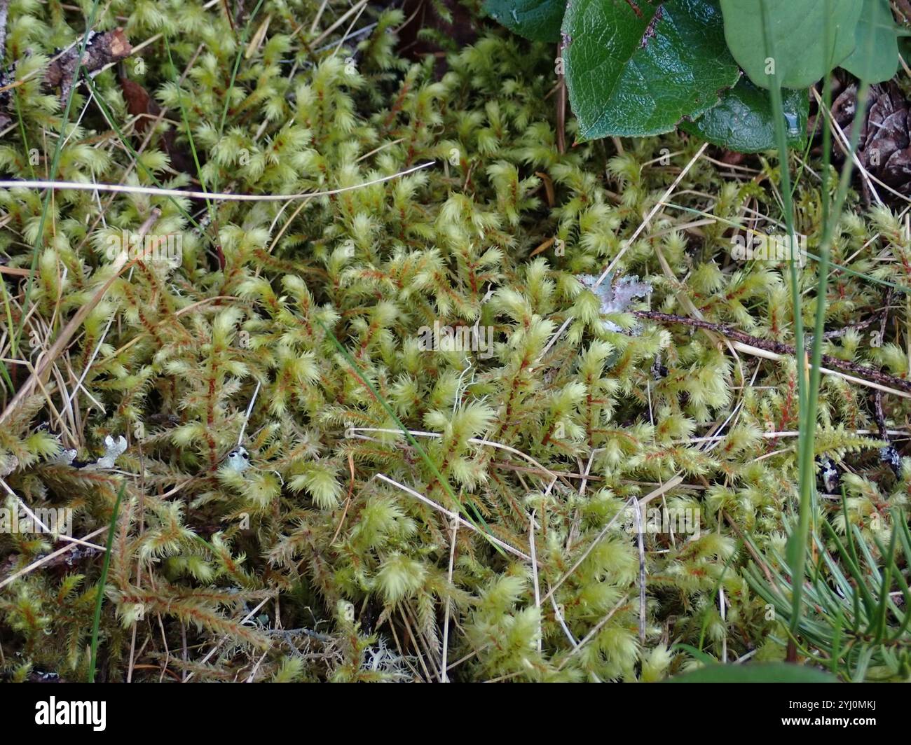 rough goose neck moss (Hylocomiadelphus triquetrus Stock Photo - Alamy