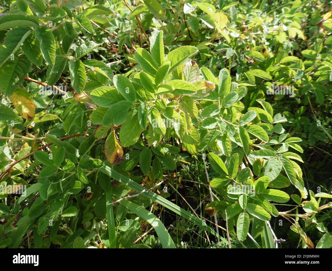 Cinnamon Rose (Rosa majalis Stock Photo - Alamy