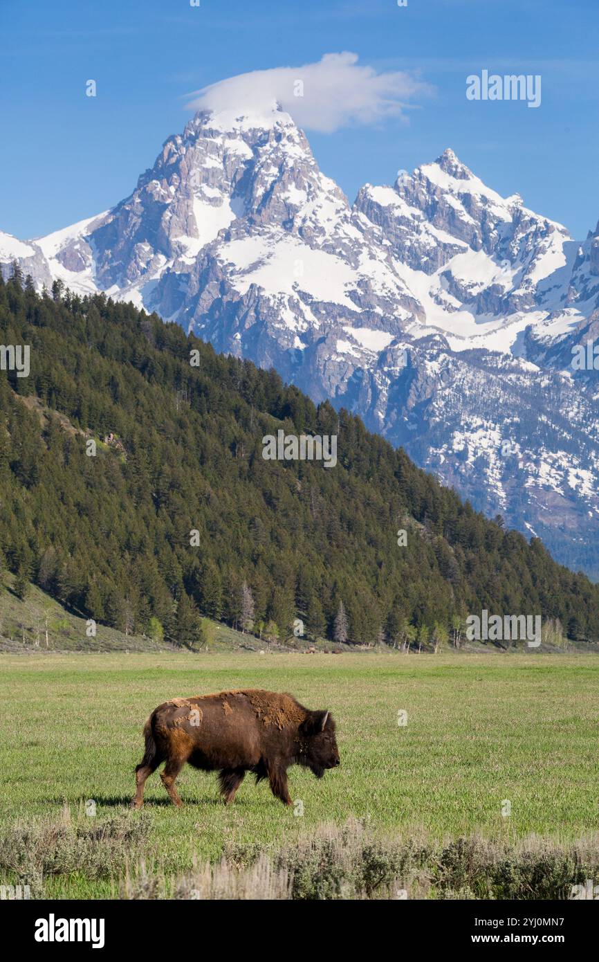 A bison walking below the Grand Teton on Antelope Flats. Grand Teton ...