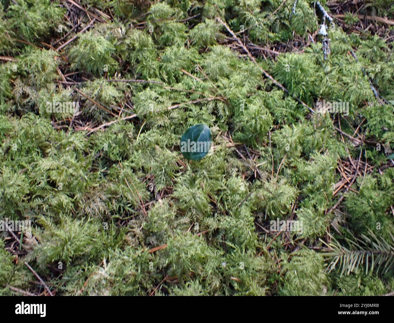 Monotropes hi-res stock photography and images - Alamy