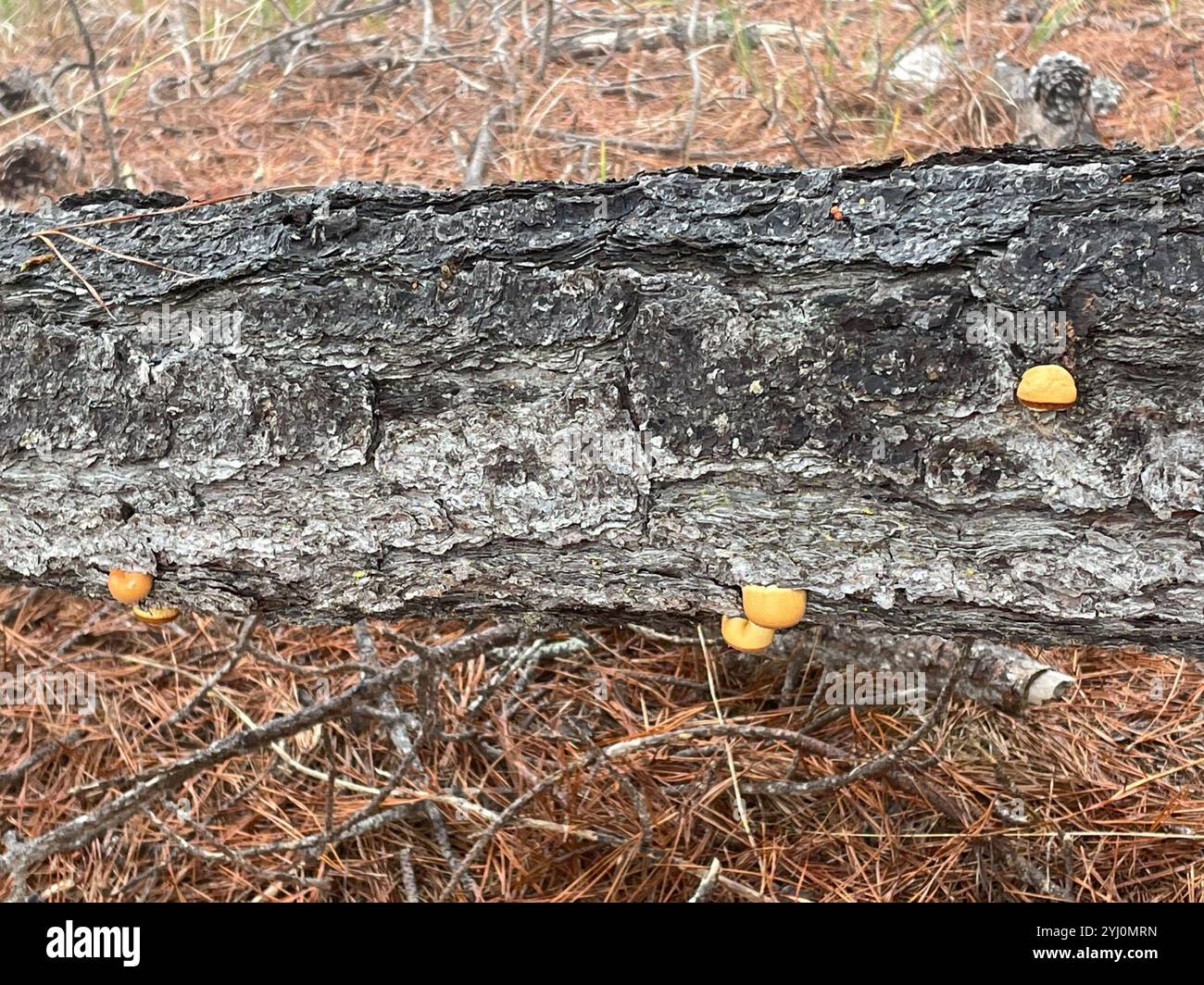 Cryptoporus hi-res stock photography and images - Alamy