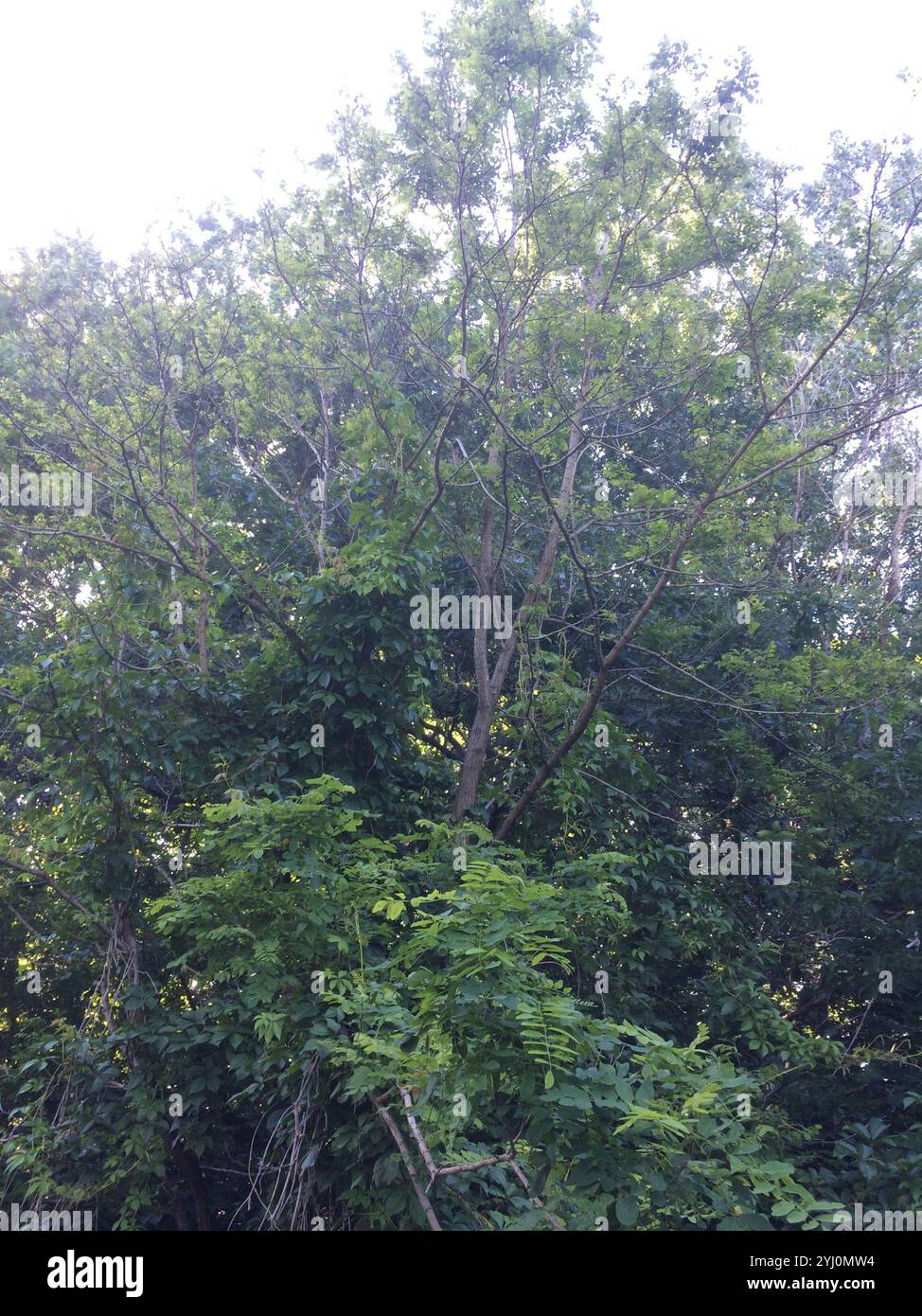 black locust (Robinia pseudoacacia Stock Photo - Alamy