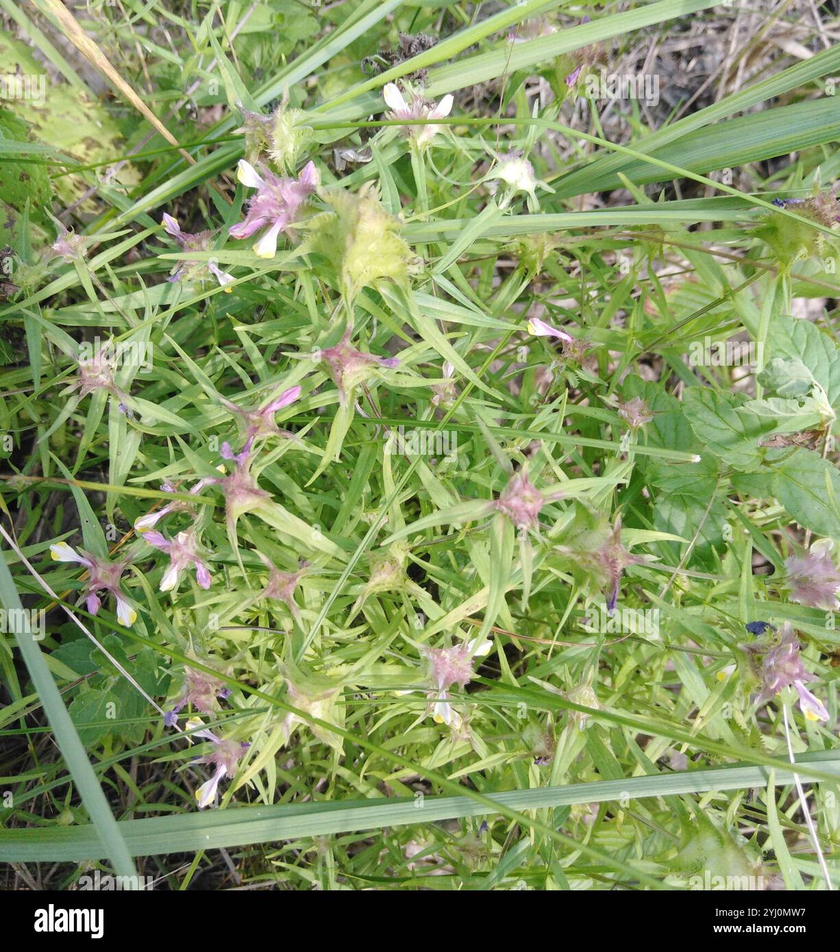 Crested Cow-wheat (Melampyrum cristatum Stock Photo - Alamy