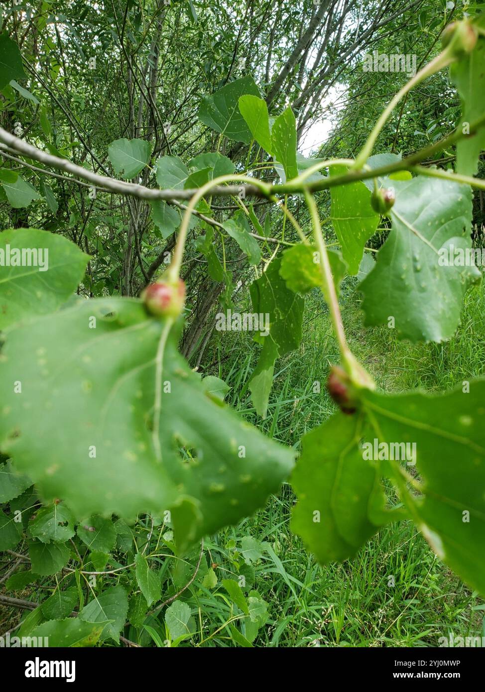 Poplar Leaf-stem Gall Aphids (Pemphigus Stock Photo - Alamy