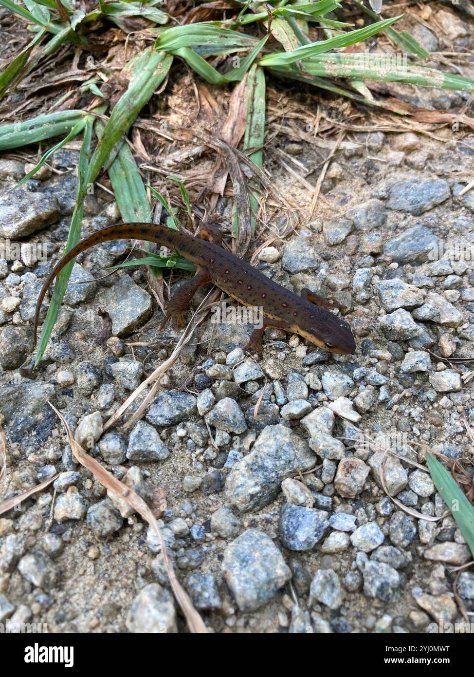 Eastern Newt (Notophthalmus viridescens Stock Photo - Alamy