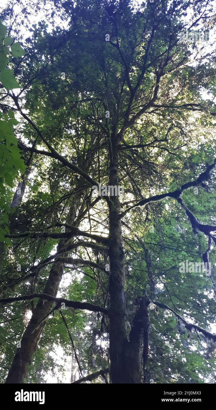 Pacific yew (Taxus brevifolia Stock Photo - Alamy
