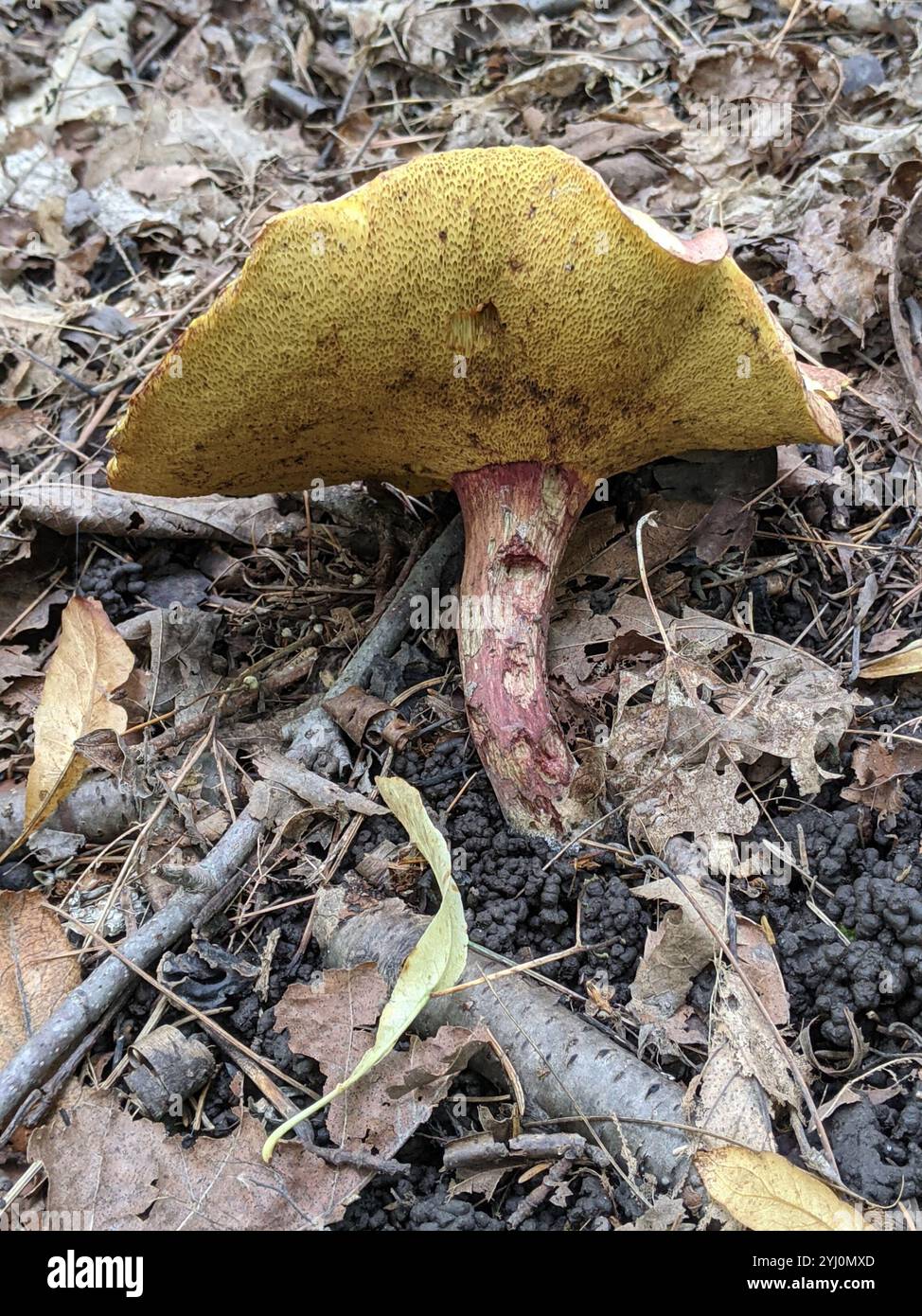 Two colored bolete hi-res stock photography and images - Alamy