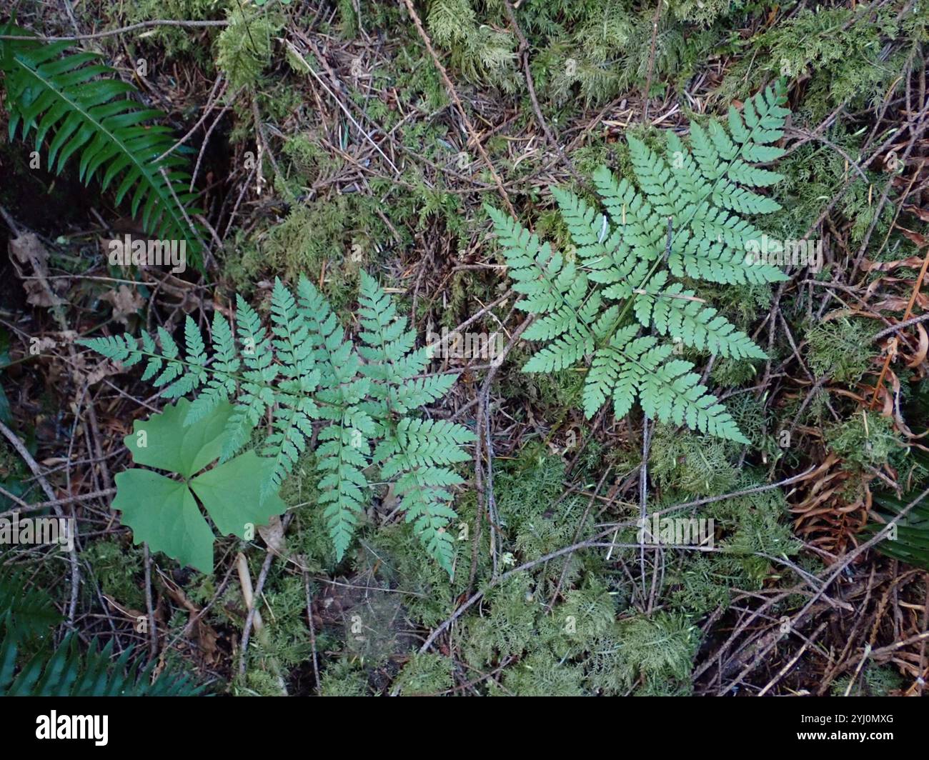 spreading wood fern (Dryopteris expansa Stock Photo - Alamy