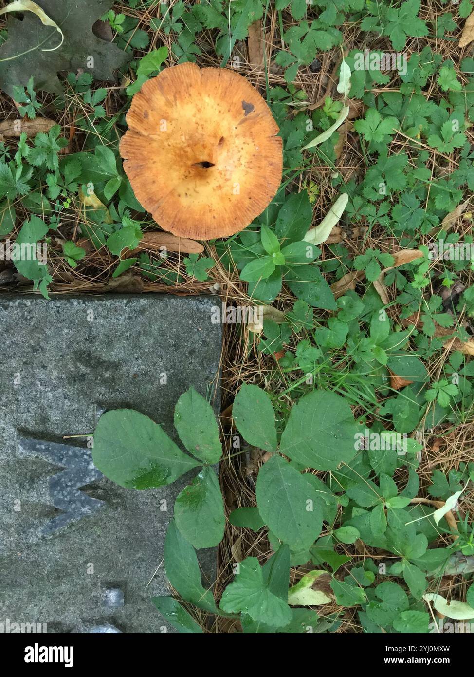 Orange Bile Mushroom (Russula mutabilis Stock Photo - Alamy