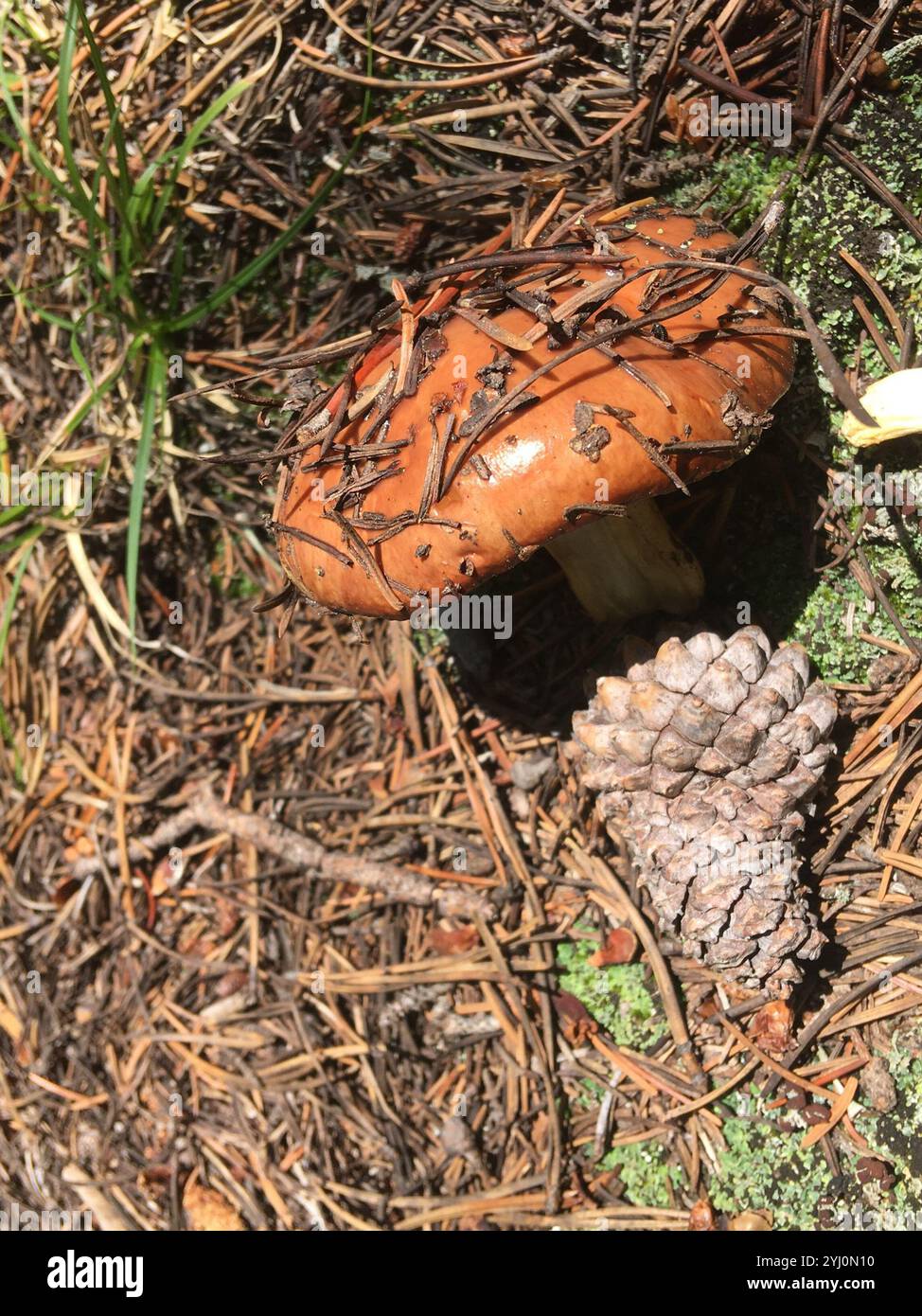 Blue-staining Slippery Jack (Suillus tomentosus Stock Photo - Alamy