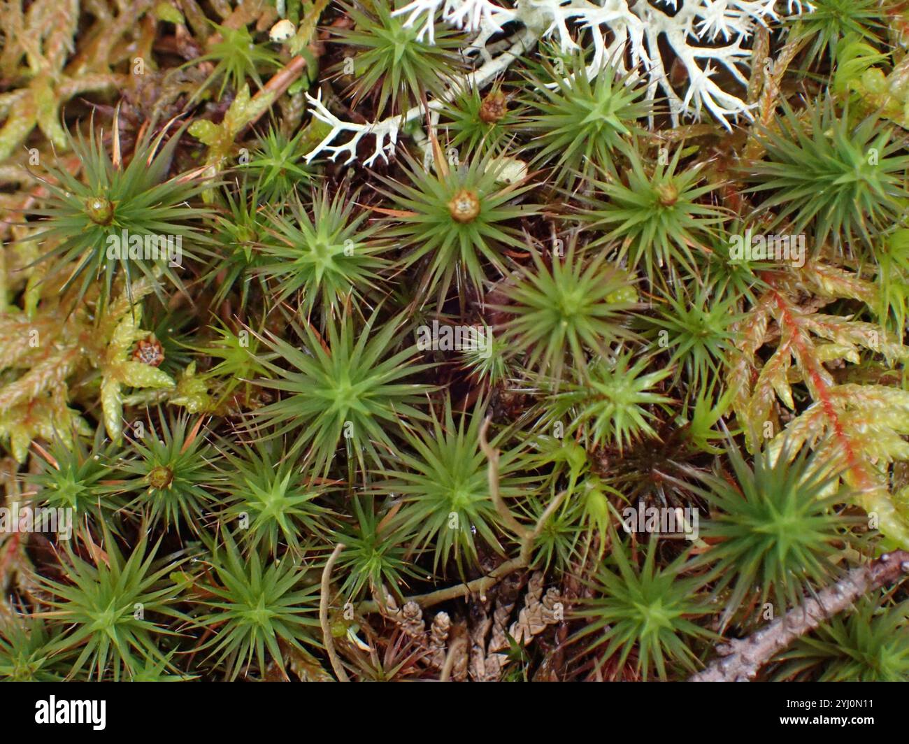Common Haircap Moss (Polytrichum commune Stock Photo - Alamy