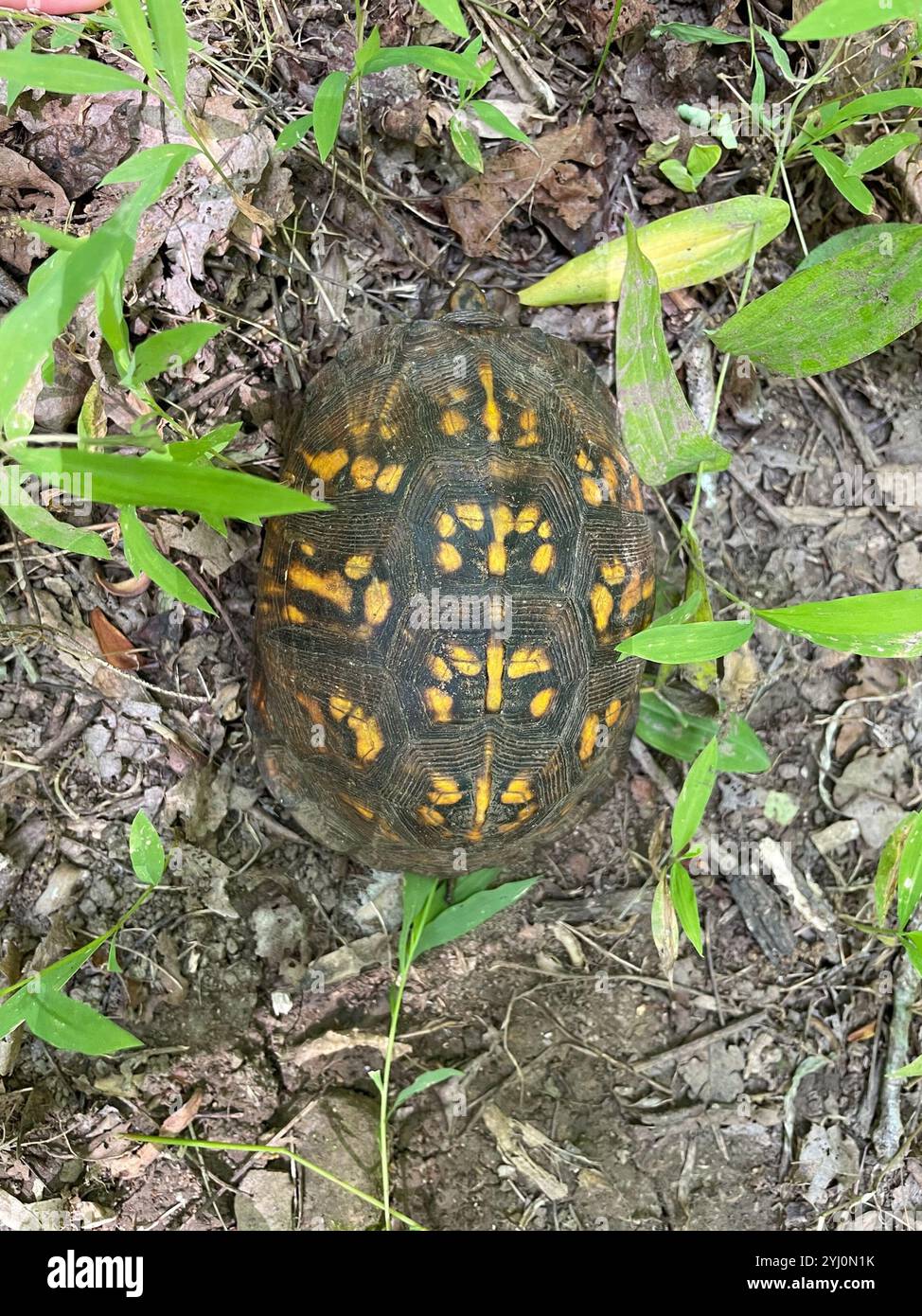 Eastern Box Turtle (Terrapene carolina carolina Stock Photo - Alamy