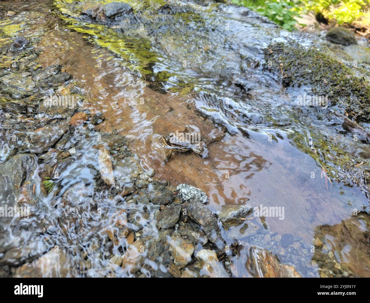 Rana cascadae cascades frog hi-res stock photography and images - Alamy