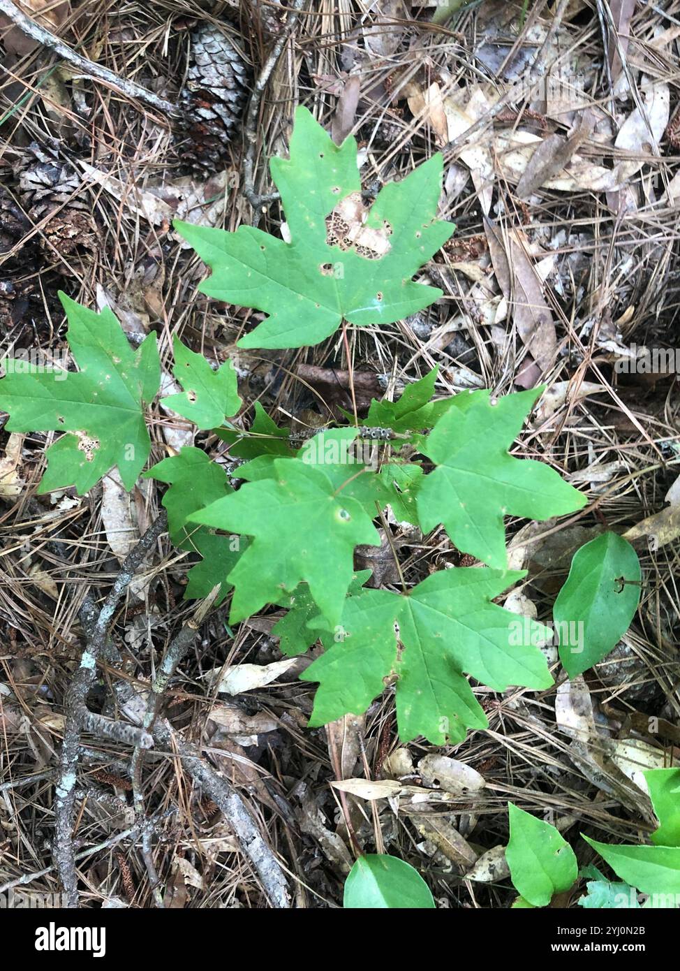 southern sugar maple (Acer floridanum Stock Photo - Alamy