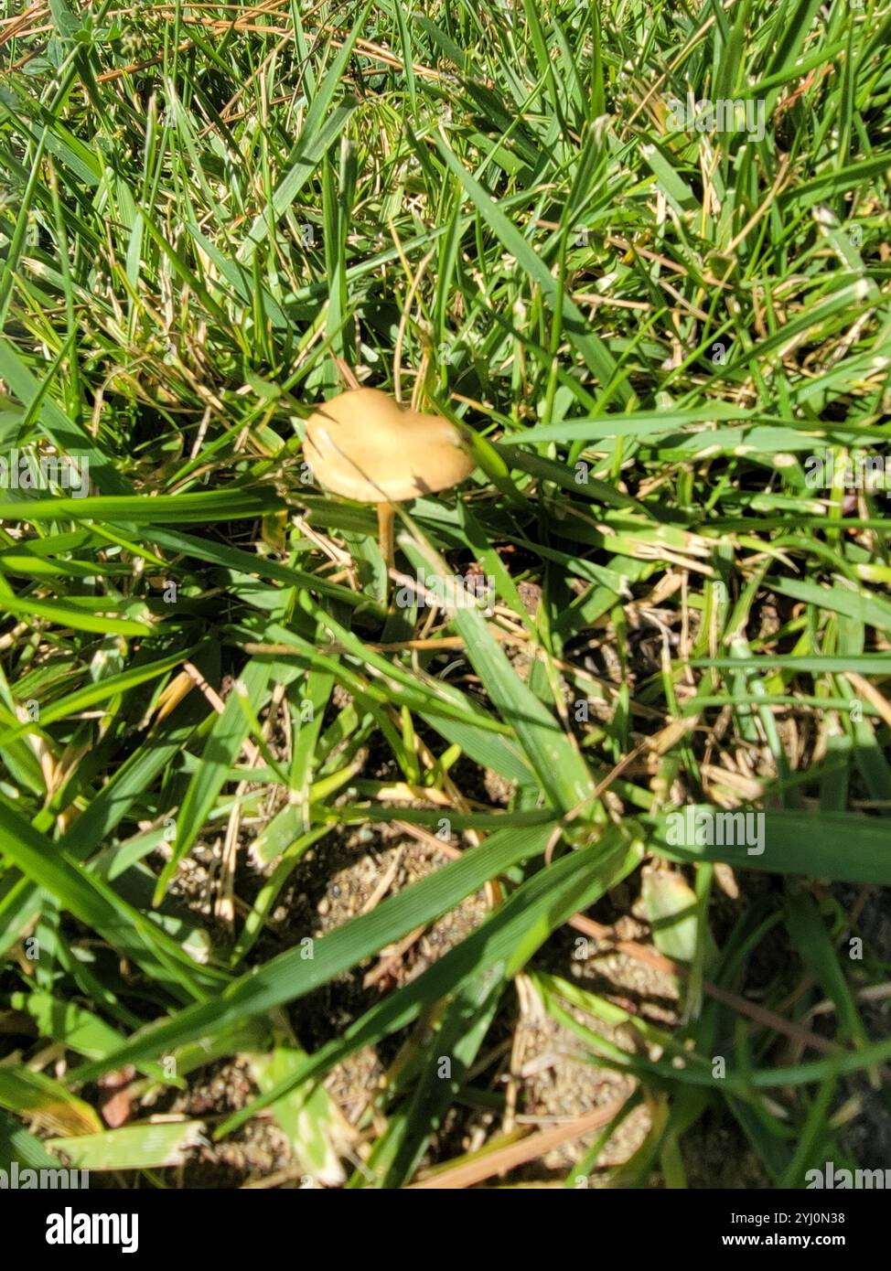 Common fieldcap agrocybe pediades hi-res stock photography and images ...