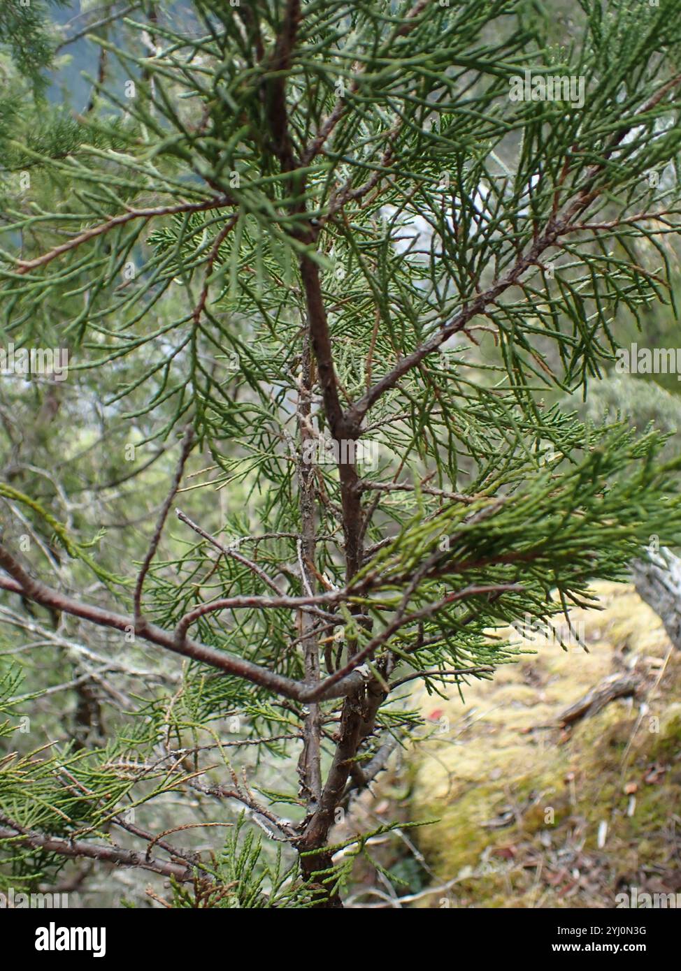 Seaside Juniper (Juniperus maritima Stock Photo - Alamy