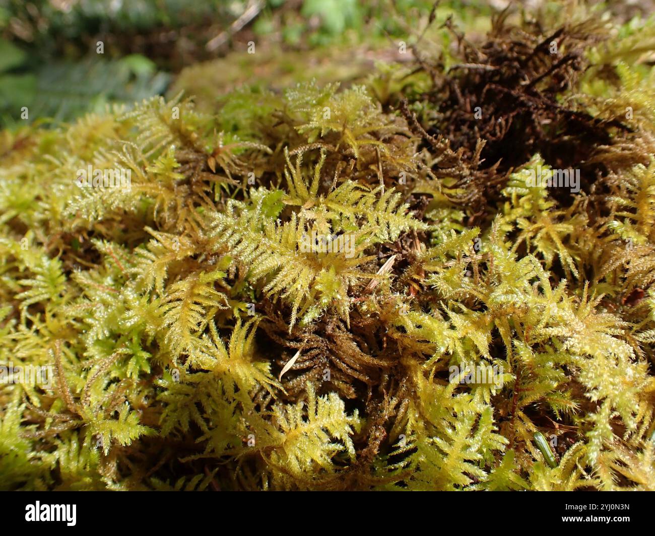 Oregon beaked moss hi-res stock photography and images - Alamy