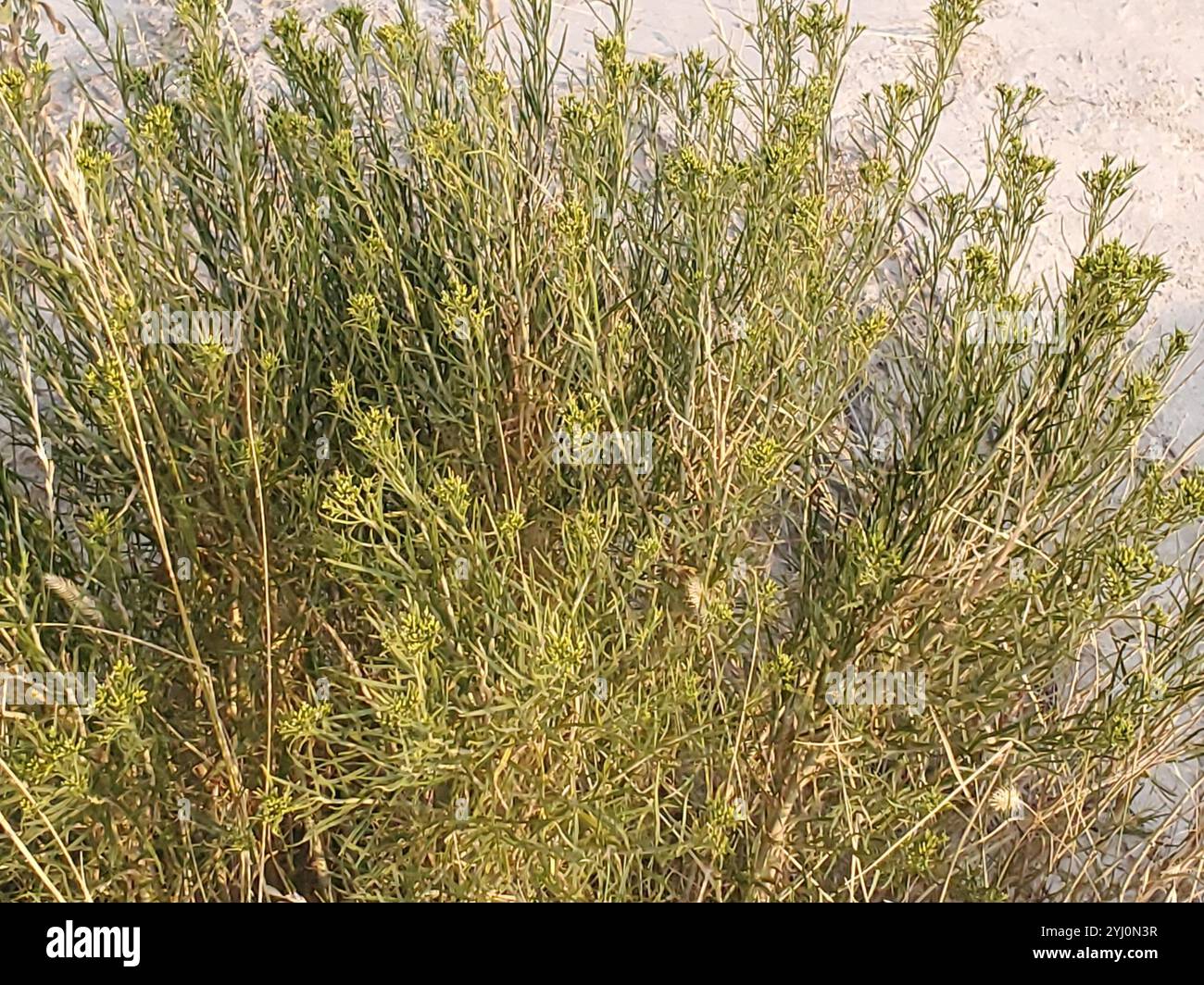 Gutierrezia sarothrae broom hi-res stock photography and images - Alamy