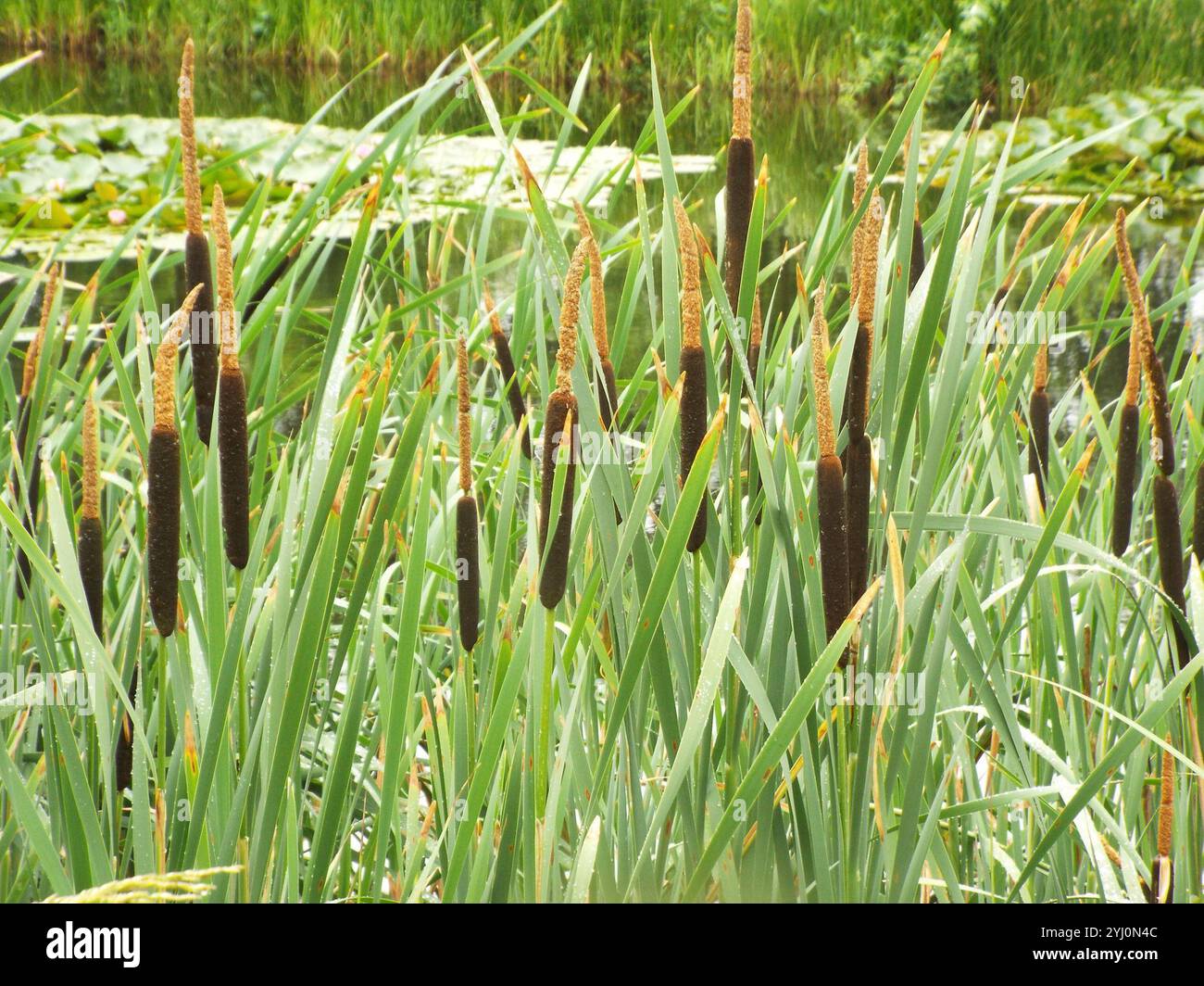 grasses, sedges, cattails, and allies (Poales Stock Photo - Alamy