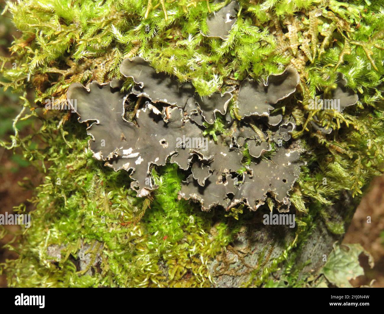 tree pelt lichen (Peltigera collina Stock Photo - Alamy