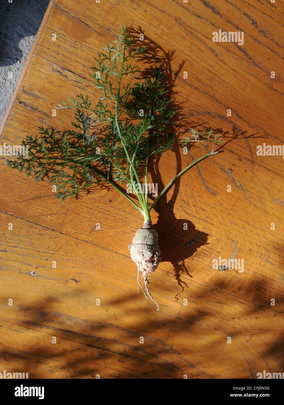 carrot family (Apiaceae Stock Photo - Alamy