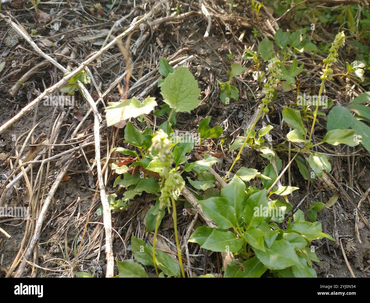 one-sided wintergreen (Orthilia secunda Stock Photo - Alamy