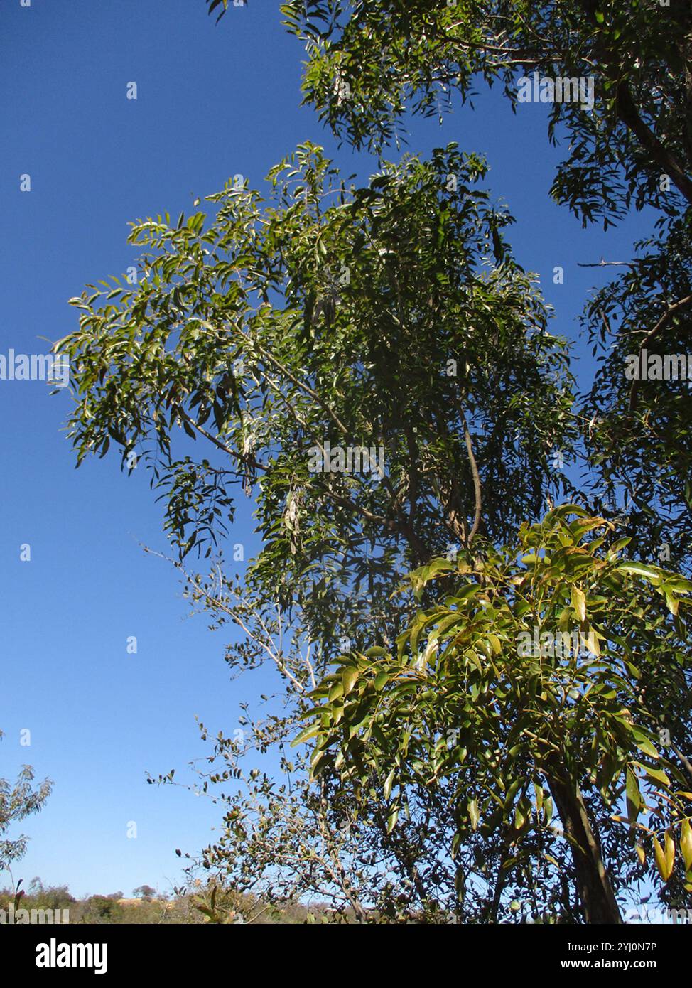 Tree-wisteria (Bolusanthus speciosus Stock Photo - Alamy
