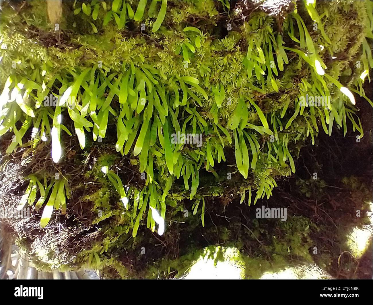 polypody family (Polypodiaceae Stock Photo - Alamy