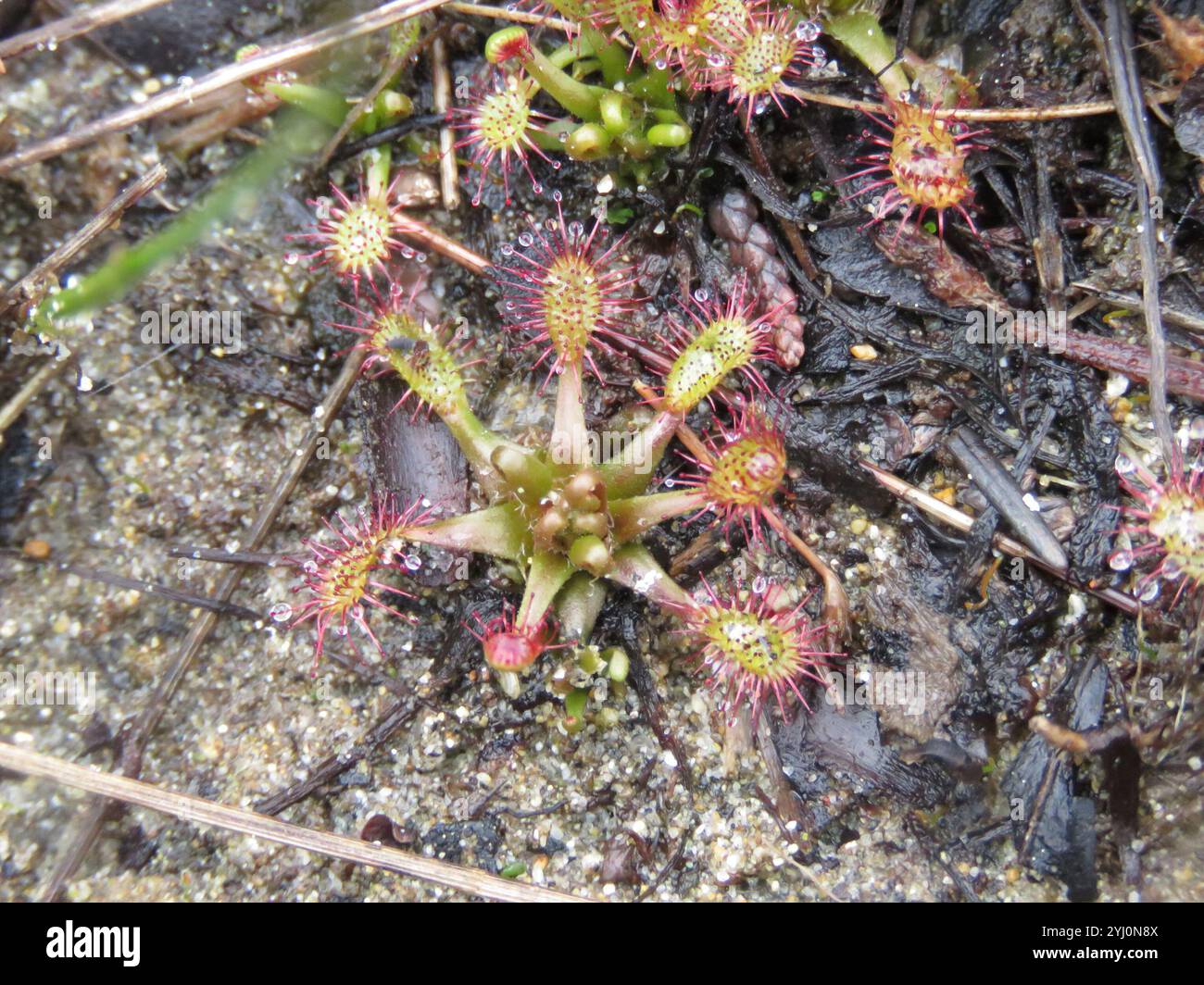 Great Sundew (Drosera anglica Stock Photo - Alamy