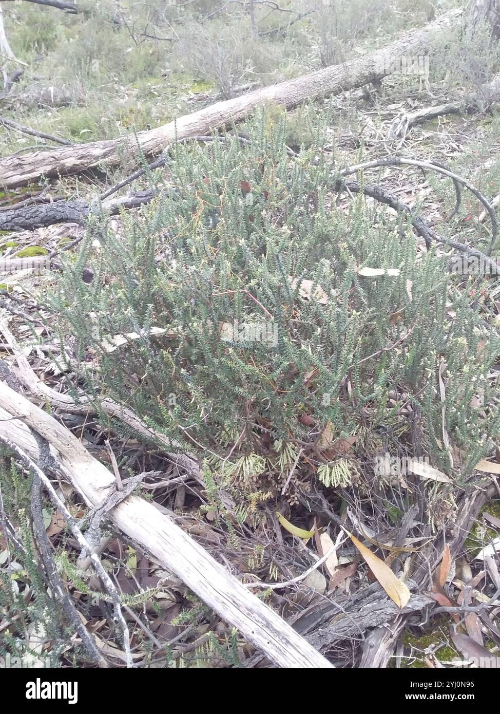 Australian native currant (Acrotriche depressa Stock Photo - Alamy