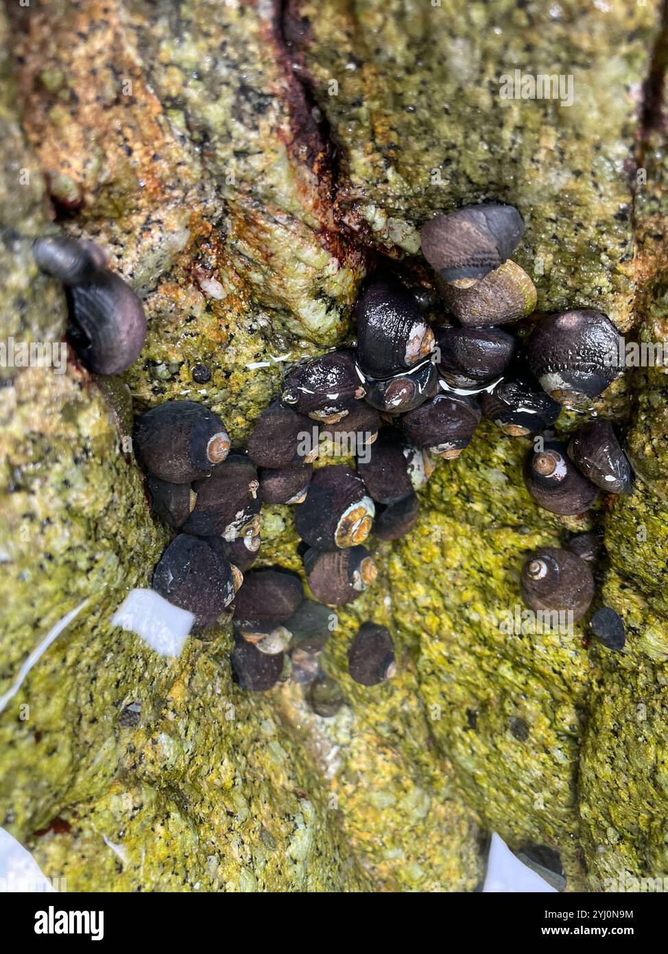 Black Tegula (Tegula funebralis Stock Photo - Alamy