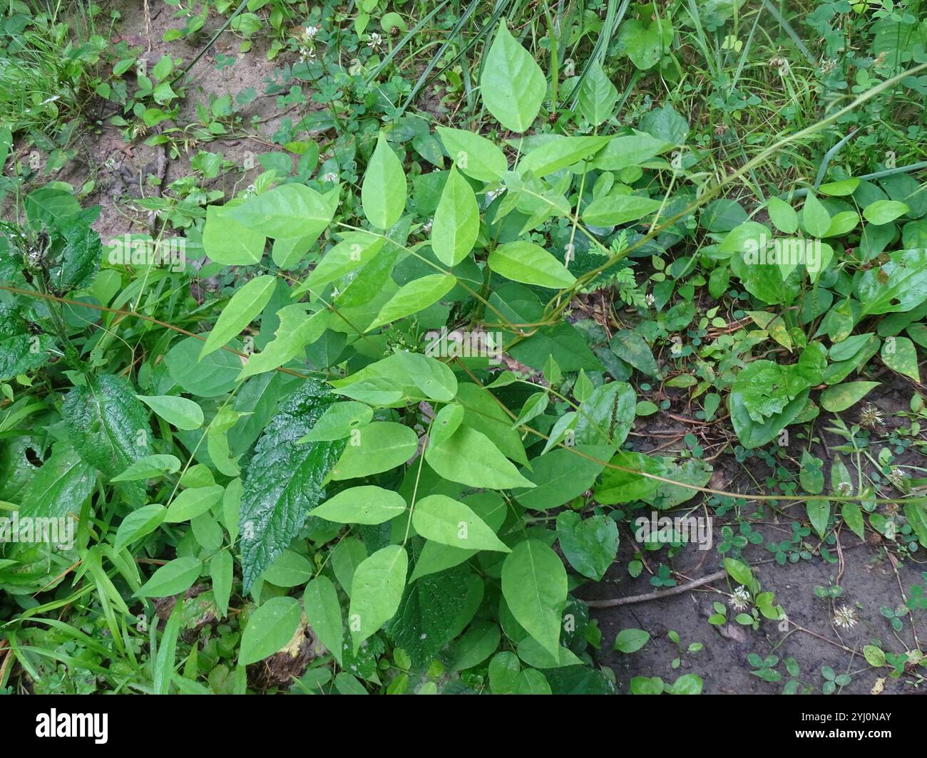 American groundnut apios hi-res stock photography and images - Alamy