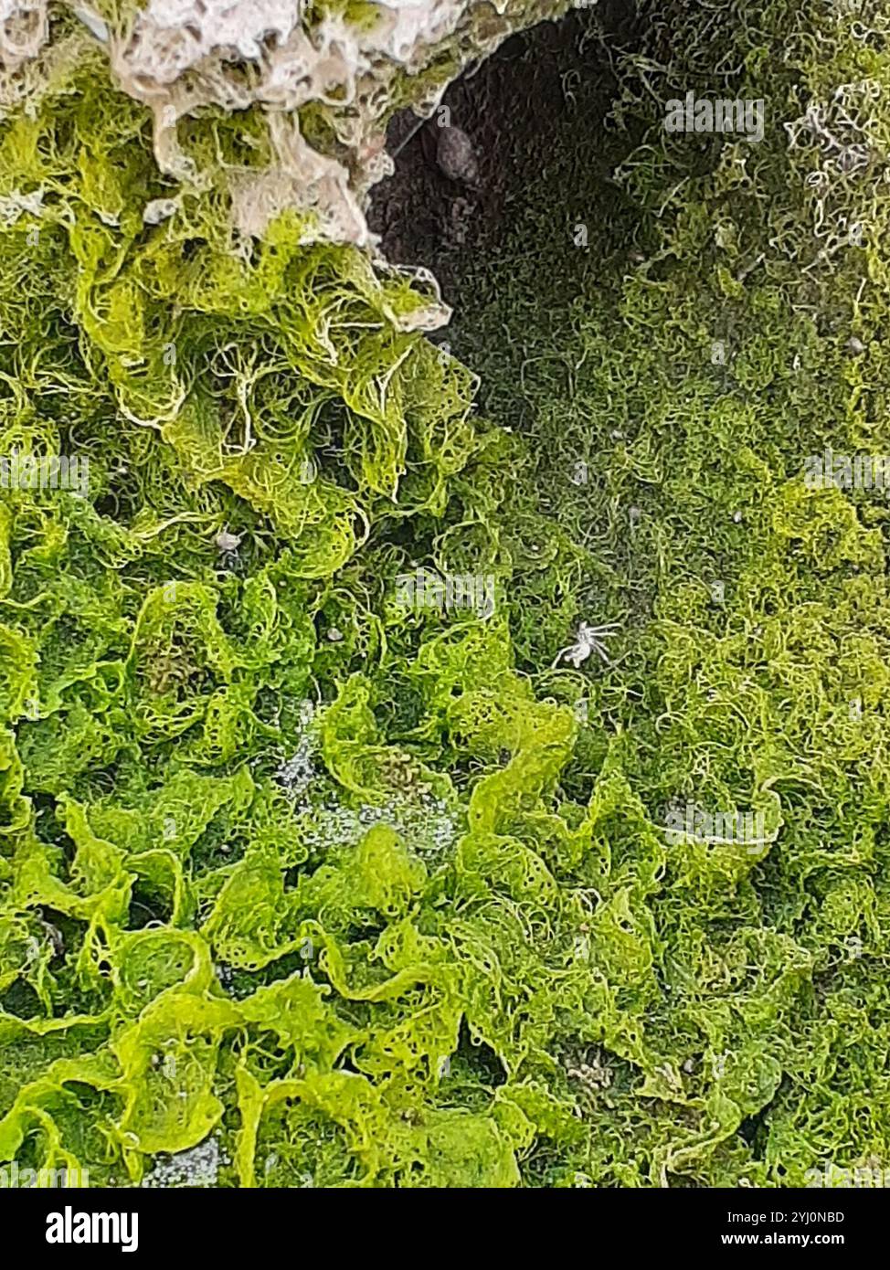 green algae (Chlorophyta Stock Photo - Alamy