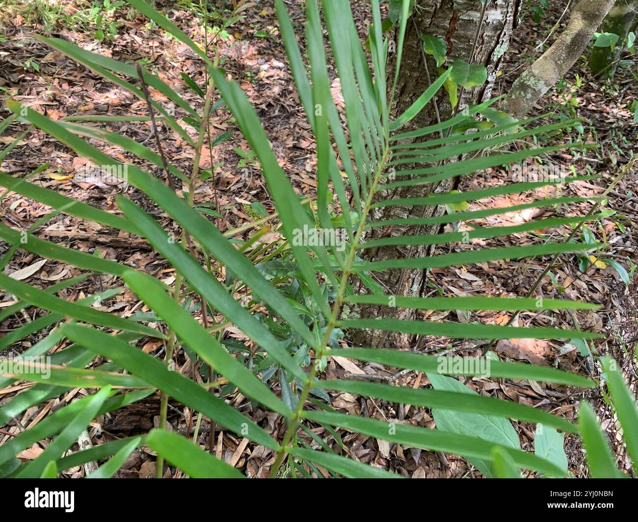 Coontie (Zamia integrifolia Stock Photo - Alamy