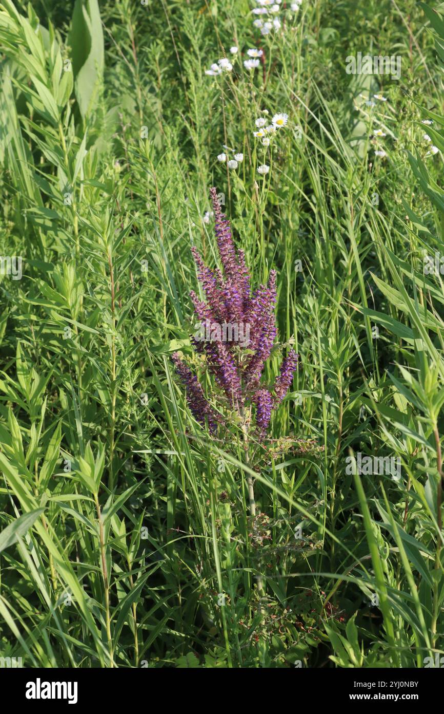 leadplant (Amorpha canescens Stock Photo - Alamy