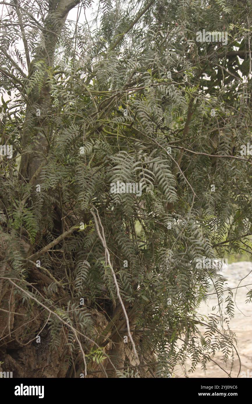 Peruvian Pepper Tree (Schinus molle Stock Photo - Alamy