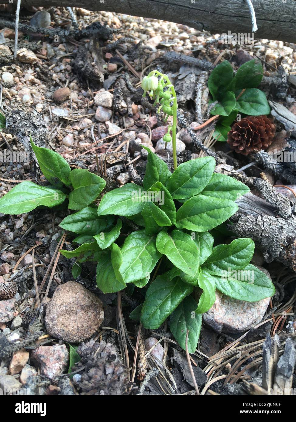 one-sided wintergreen (Orthilia secunda Stock Photo - Alamy