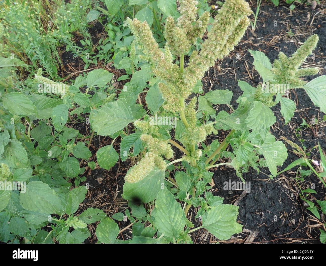Redroot Amaranth (Amaranthus retroflexus Stock Photo - Alamy