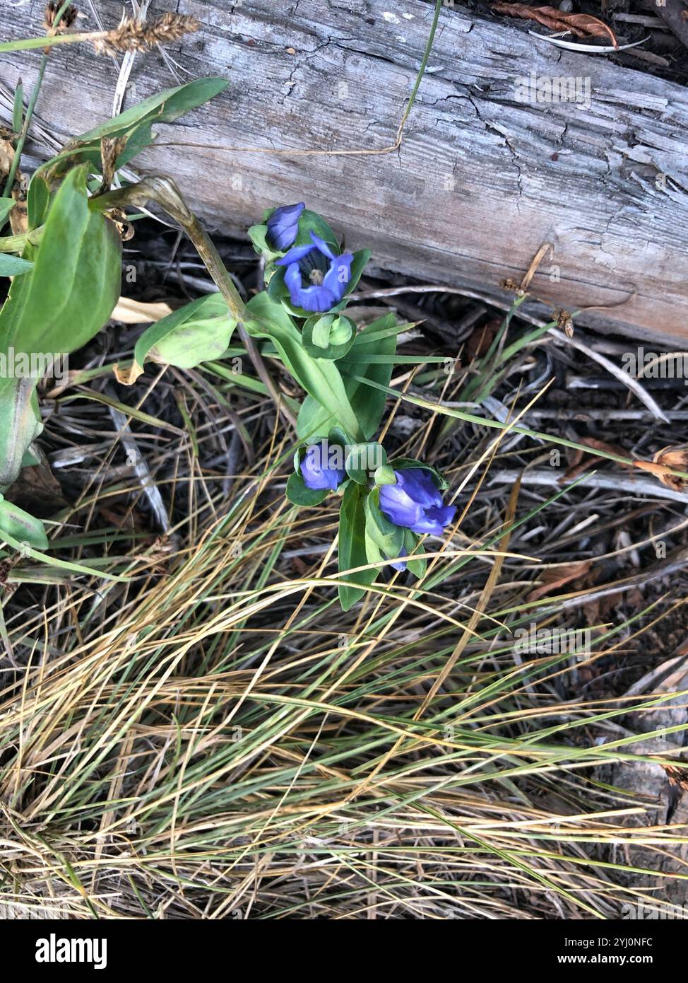 king's scepter gentian (Gentiana sceptrum Stock Photo - Alamy