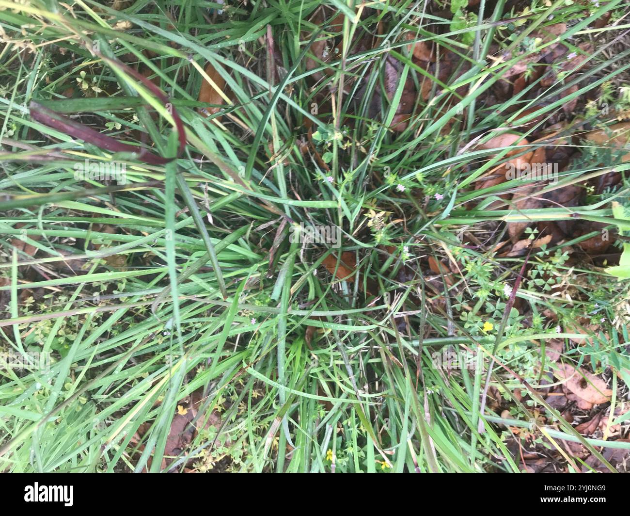 bristlegrasses, bluestems, paspalums, and allies (Panicoideae Stock ...