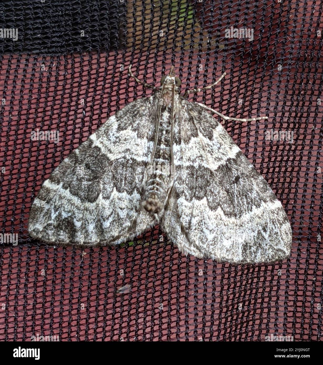 White Eulithis Moth (Eulithis explanata Stock Photo - Alamy