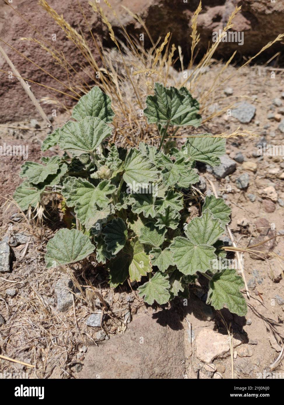 alkali mallow (Malvella leprosa Stock Photo - Alamy