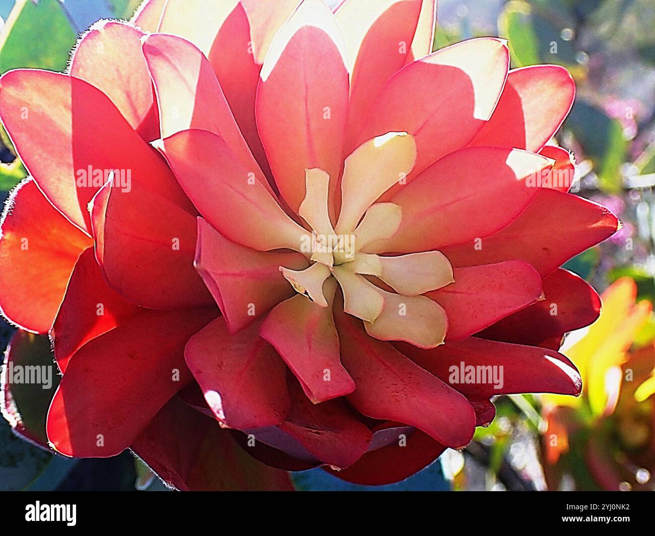Wagon Tree (Protea nitida Stock Photo - Alamy